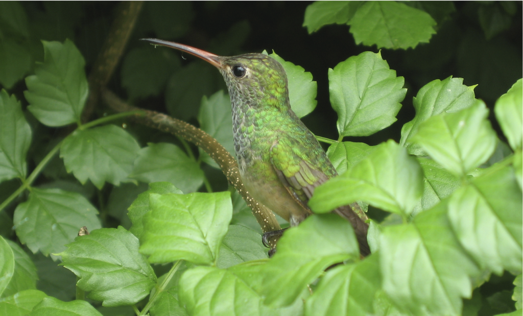 colibrí | colibrí music studio and children's choir